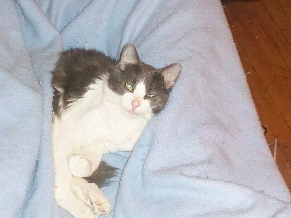 There’s little difference in torturing animals or humans | News, Sports ...